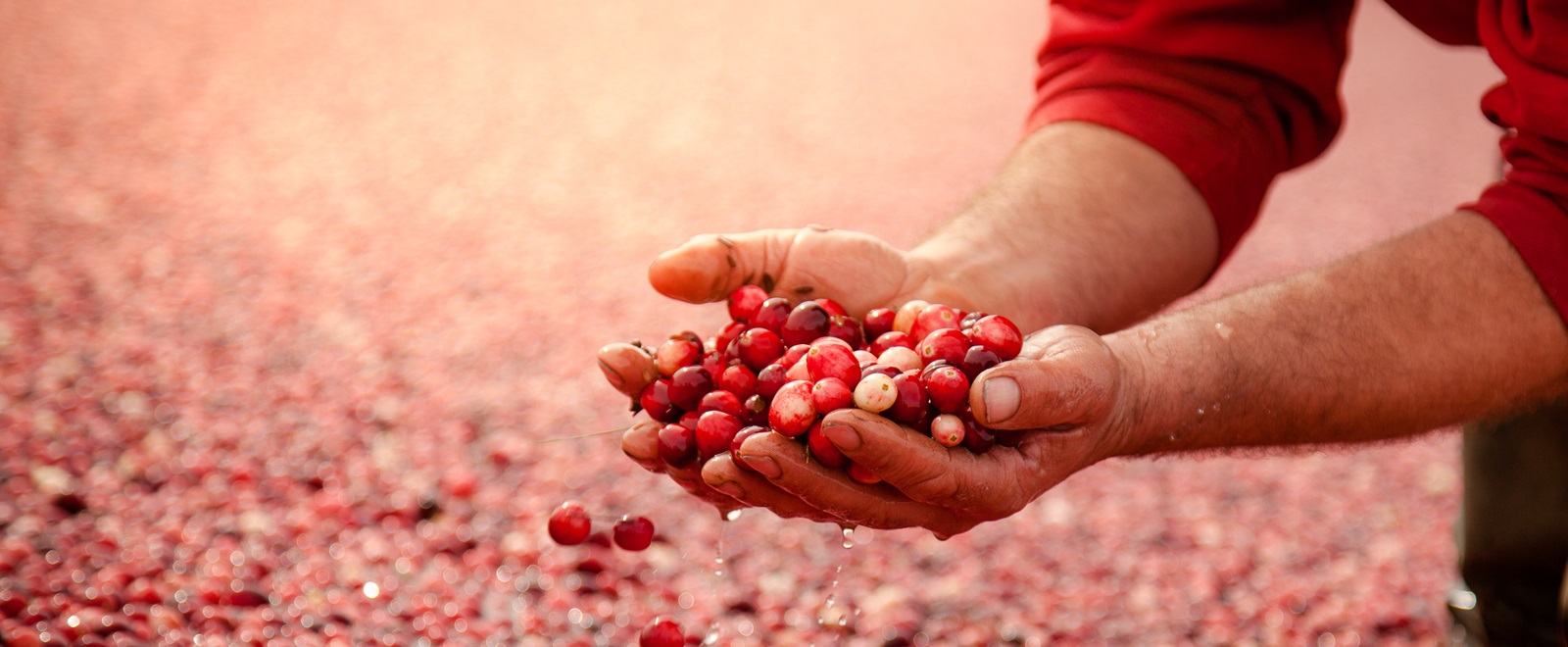 Centre d'interprétation de la canneberge (Canneberge en fête) (Saint ...