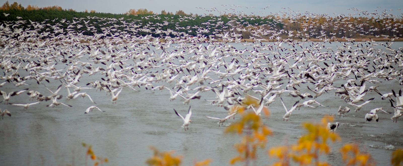 Réservoir Beaudet | Site naturel activités plein air | Festival oie blanche