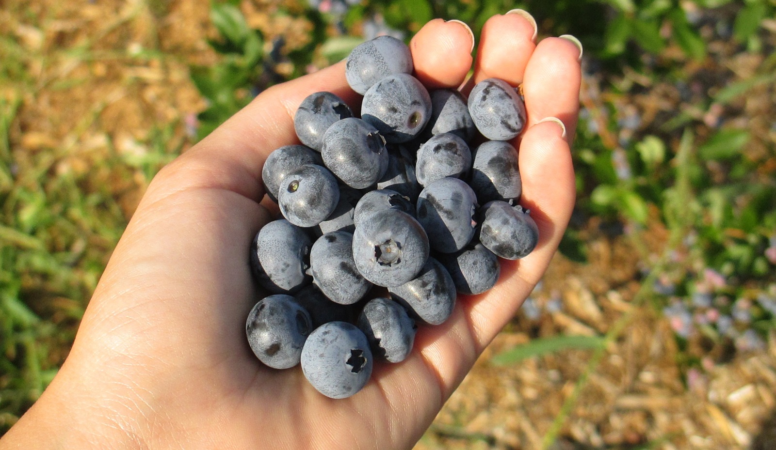 Petite escapade gourmande au Centre-du-Québec - À la découverte du ...