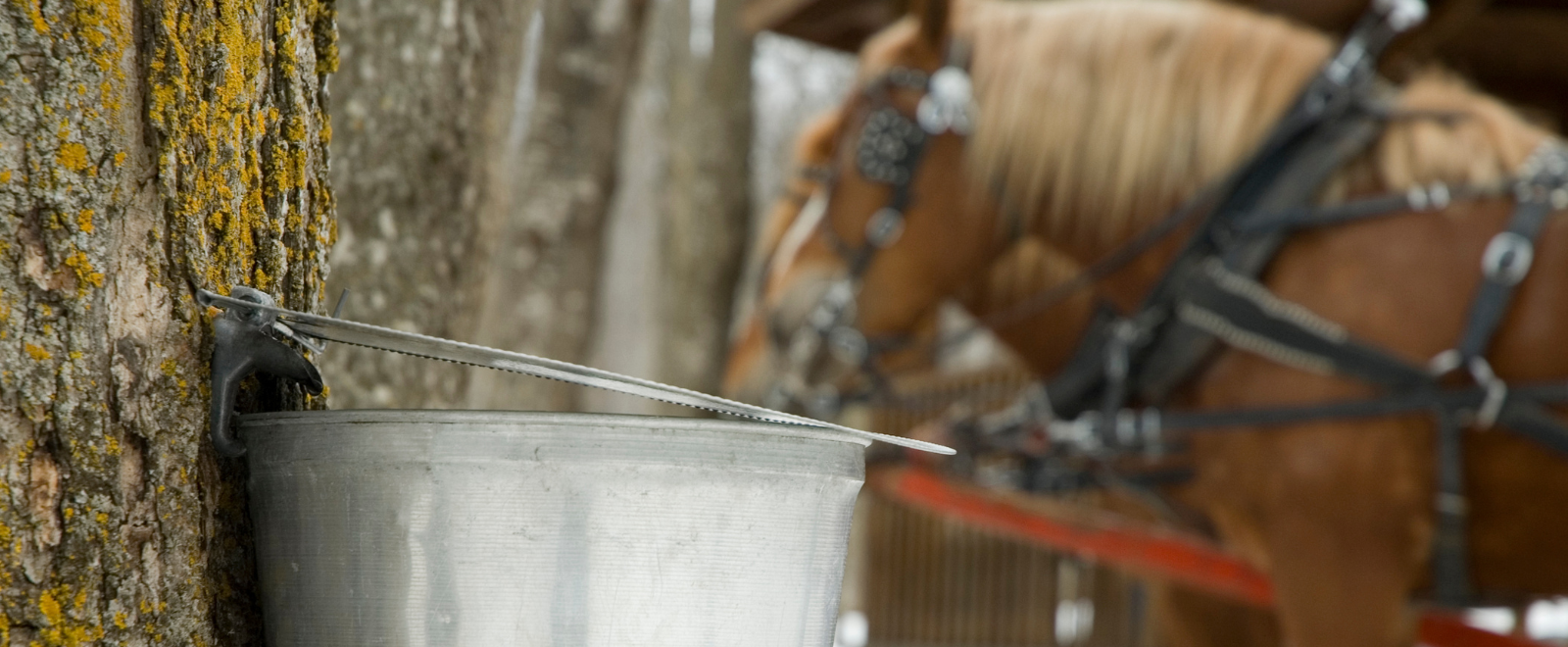 Le temps des sucres au Centre-du-Québec : où en profiter cette année ...